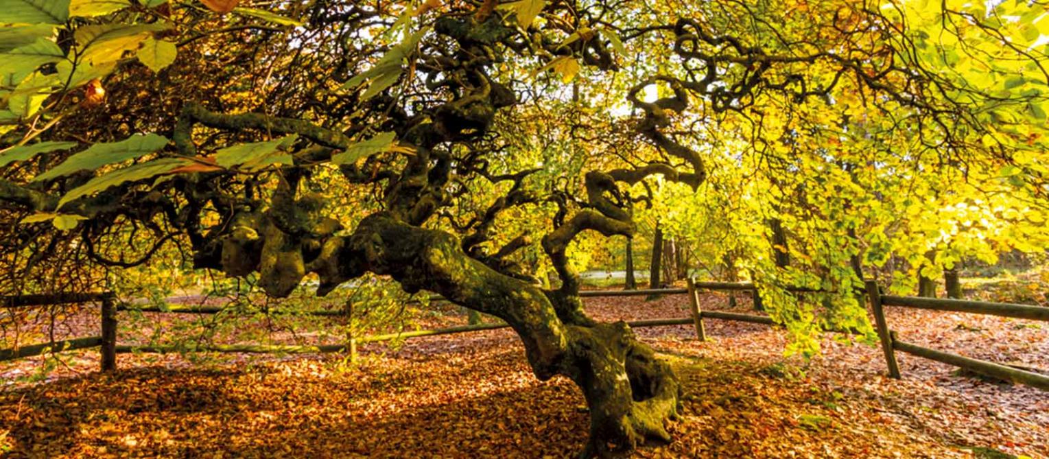 5 choses qu'on aime faire à Reims, en automne