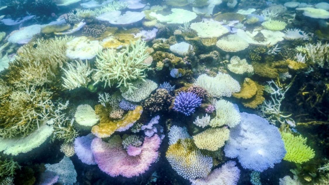 Australie: la Grande barrière de corail frappée par le pire épisode de ...