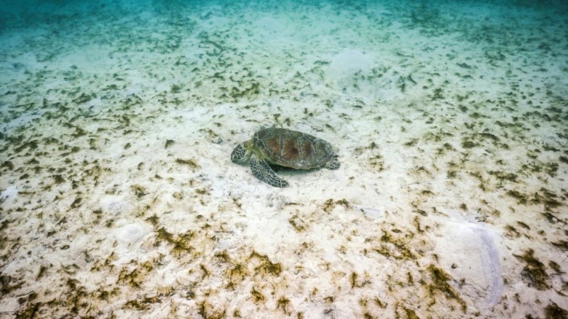 Australie: la Grande barrière de corail frappée par le pire épisode de ...