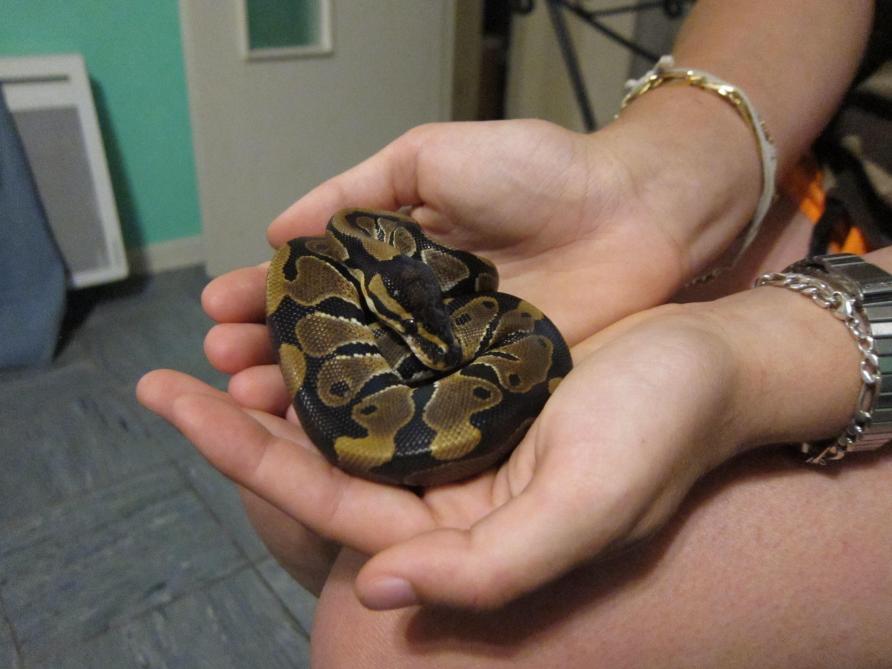 Disparu à Reims, le bébé python retrouvé vivant