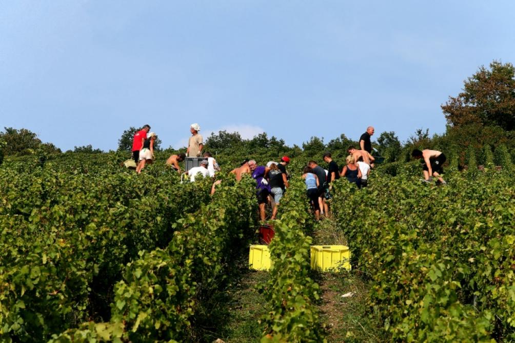 Champagne: "trop taxés", certains "petits vignerons" renoncent à vendre ...