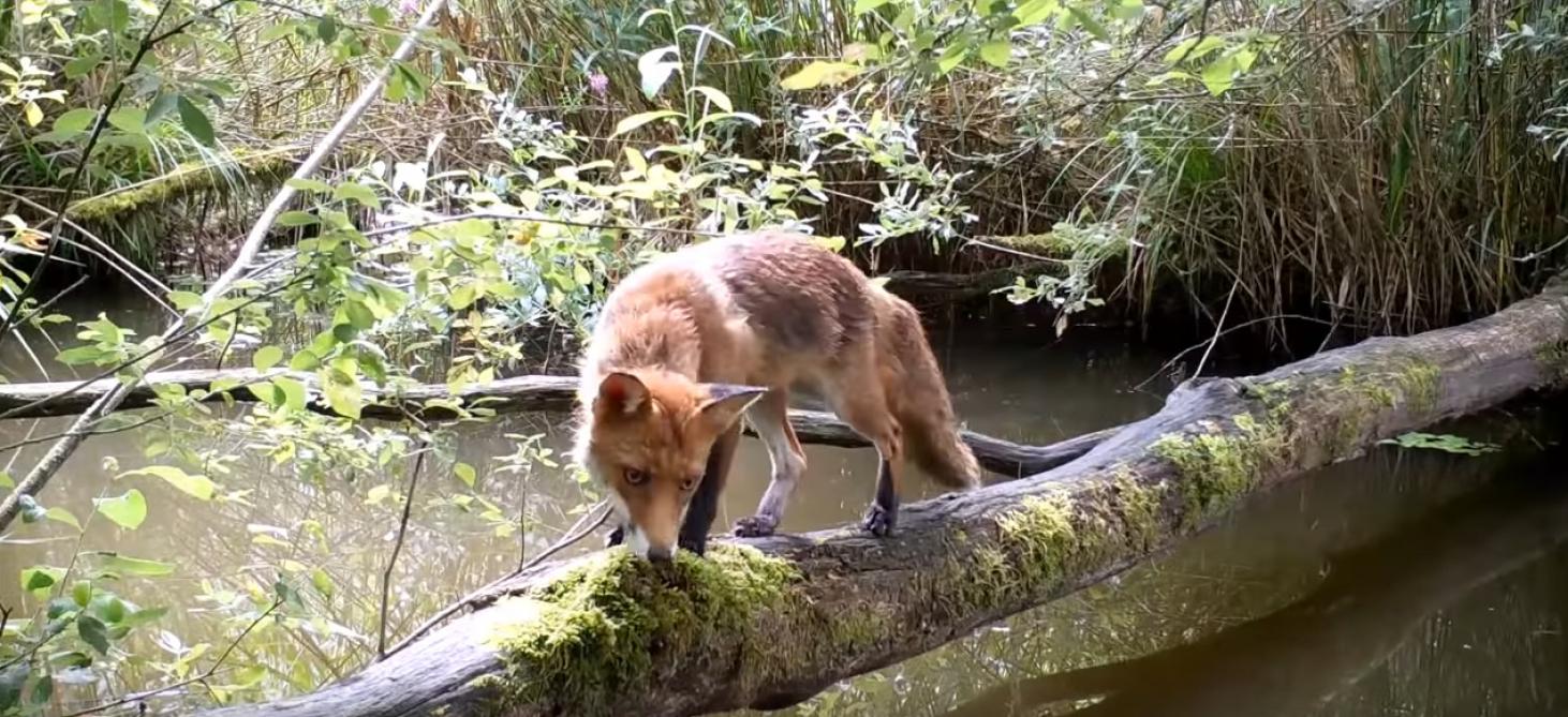 Steil berühmt Ofen jean chevallier Arne Dean Traurig