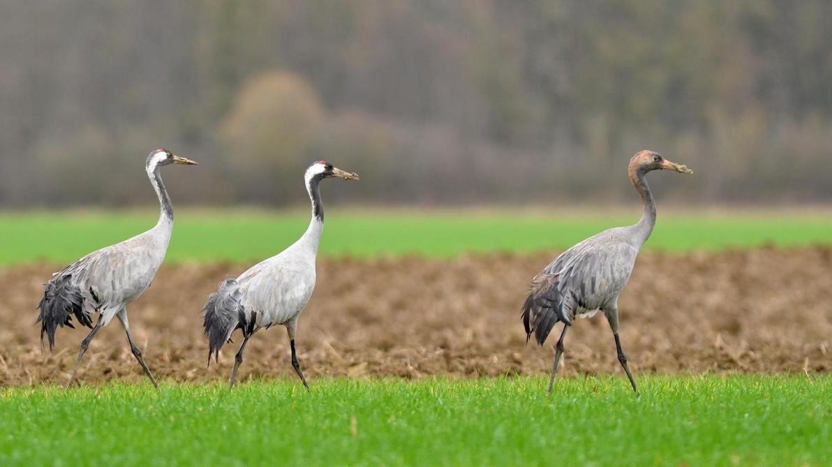 Les grues cendrées survolent le Vitryat Les grues cendrées survolent le Vitryat