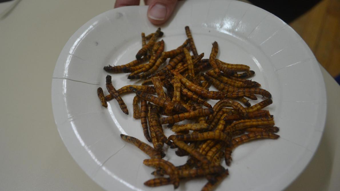 Un insecte frit ou un bonbon lors d’une soirée à la Maison pour tous de ...