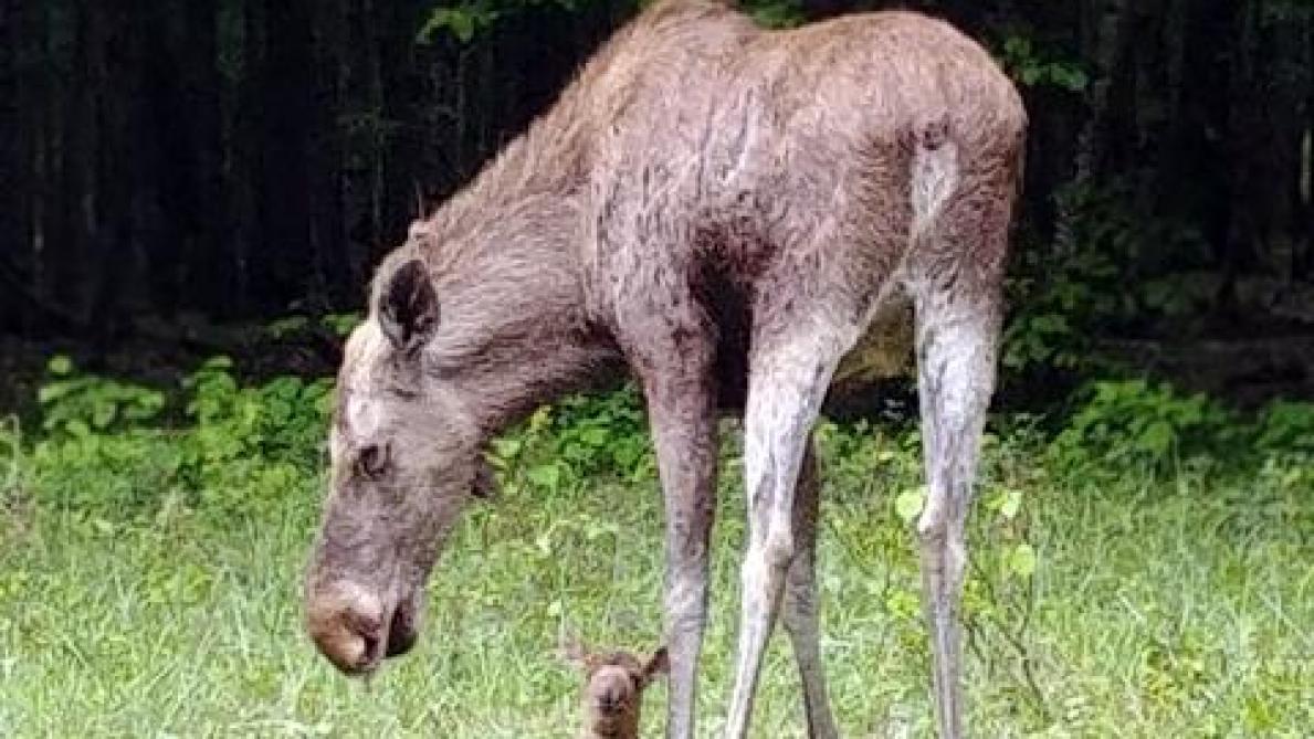 Un bébé élan est né en forêt d’Orient