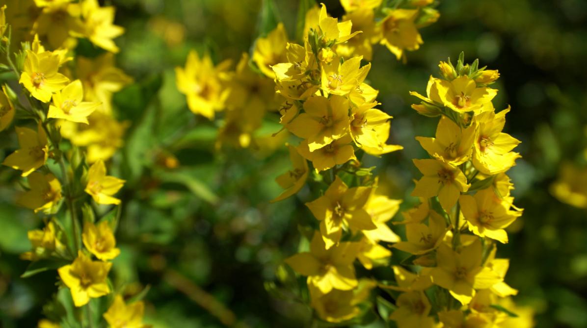 Désherber un talus grâce à une plante