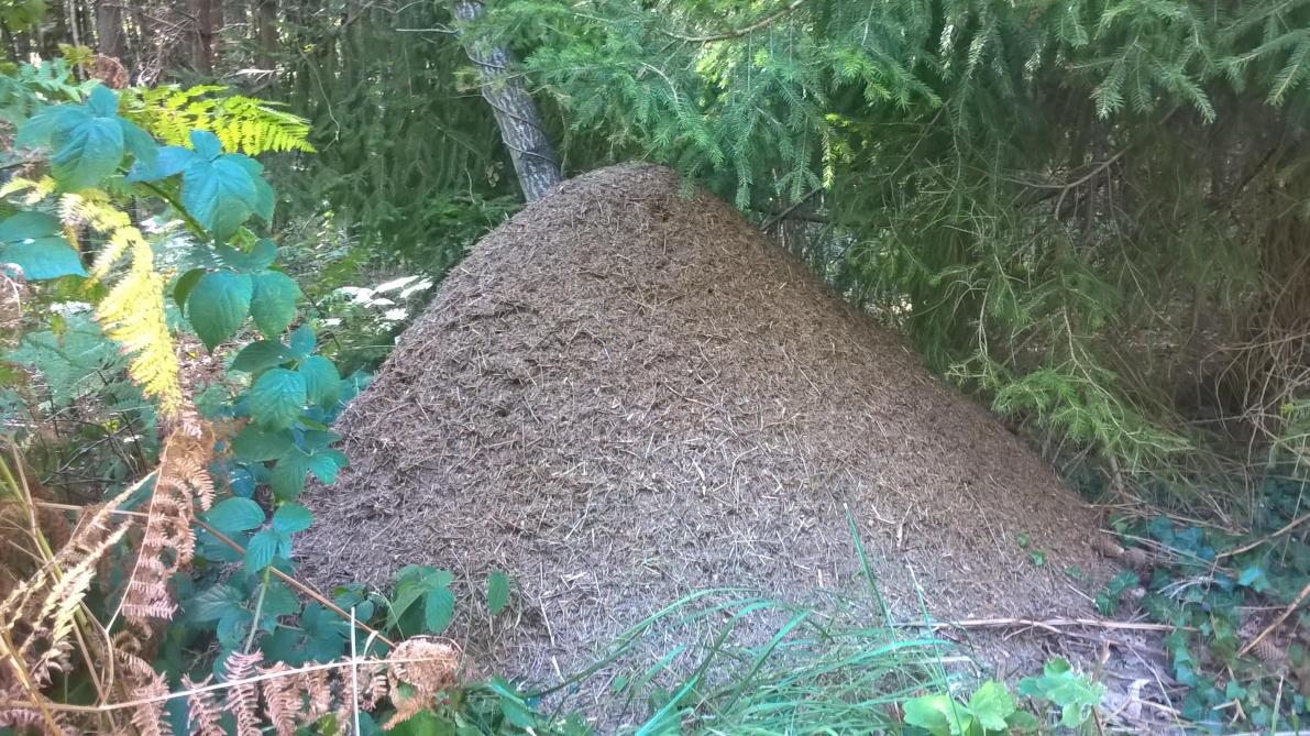 Des fourmilières rares en forêts du Chaourçois