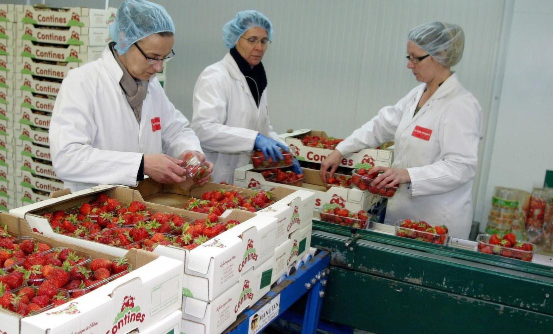 À Laon, Fruits rouges and co met en place une filière solidaire avec Danone