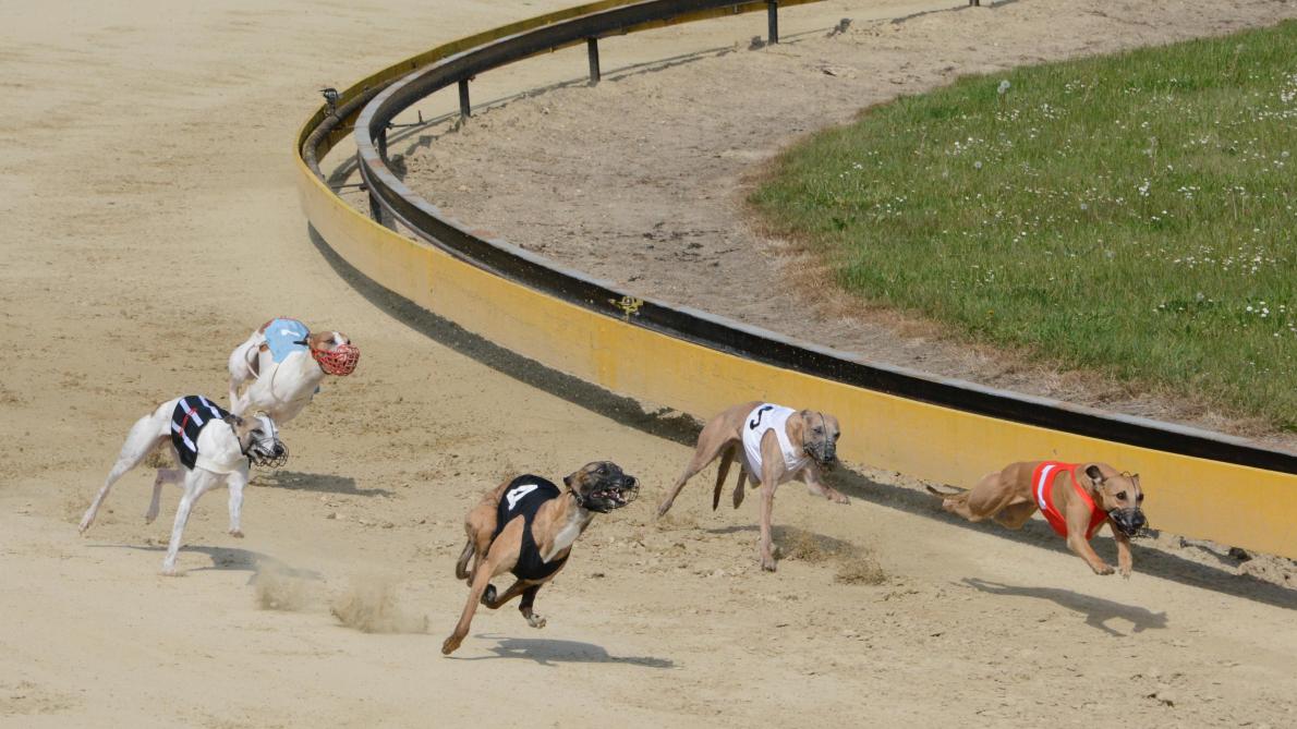 Les courses de lévriers à Soissons, c’est terminé!