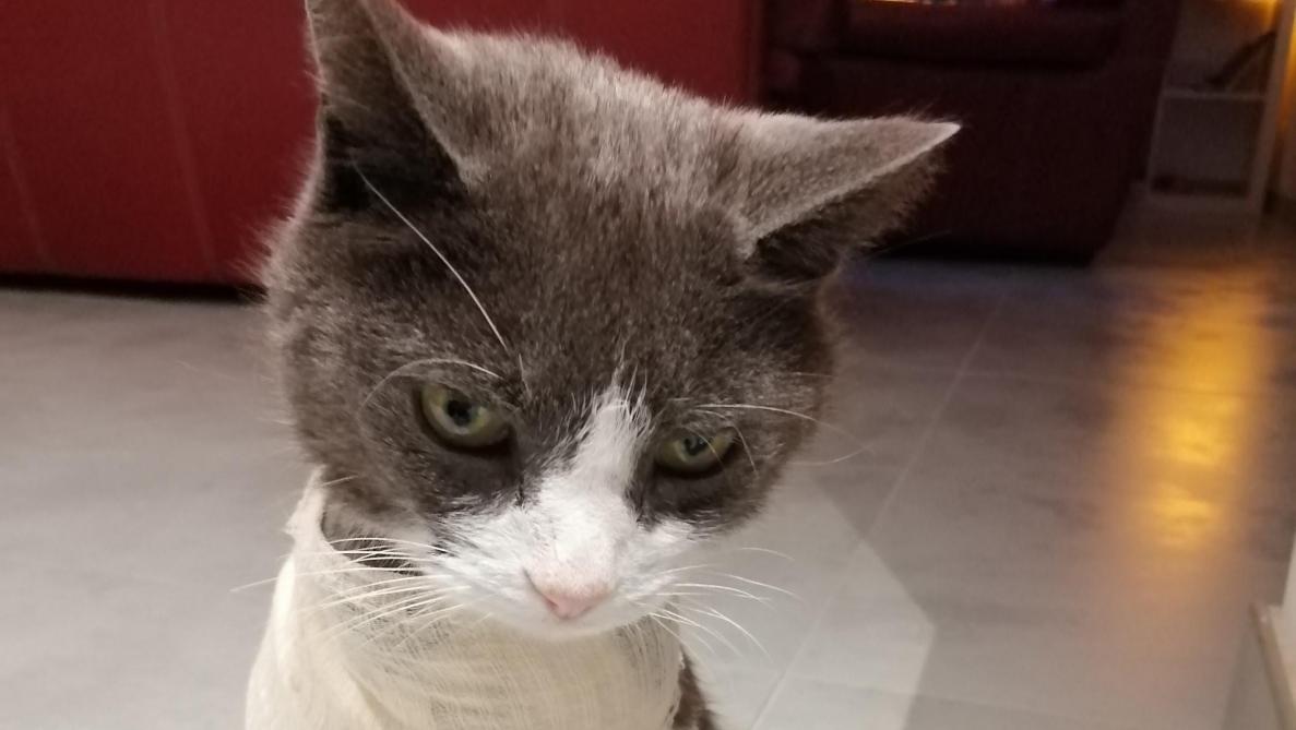 Chessy-les-Prés : le chat Turbo blessé par balle