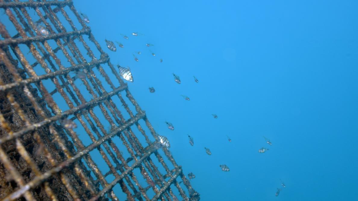 VIDÉO. Biohut : la nurserie portuaire qui repeuple les fonds marins