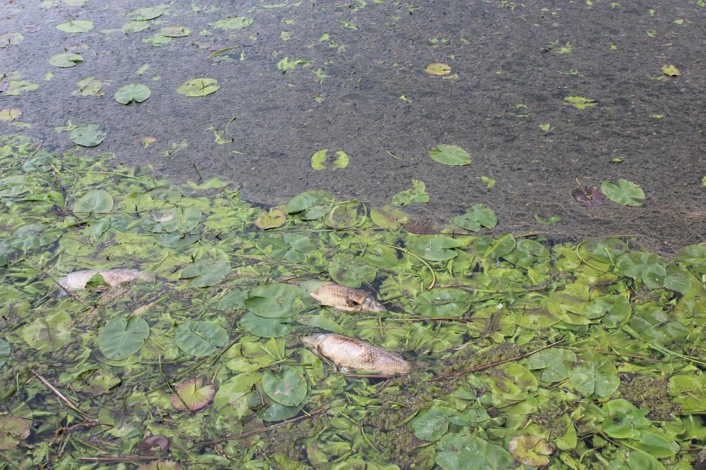 Qu’est-ce que la virémie?