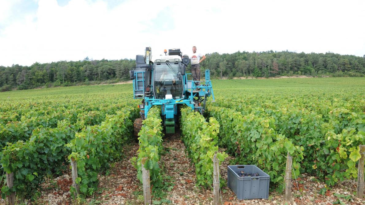 Vendanges 2021 : une année exceptionnelle, mais pas formidable