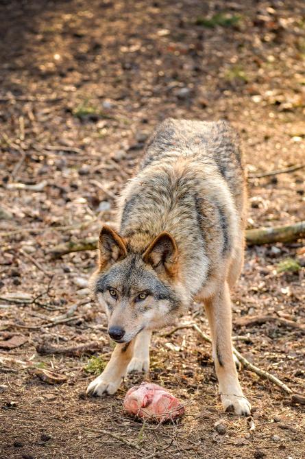 Loup, chien-loup, hybride… quel est cet animal qu’ils disent avoir ...