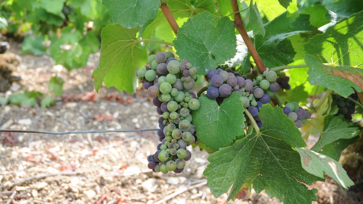 Une nouvelle réunion autour de la filière viticole organisée à Vrizy