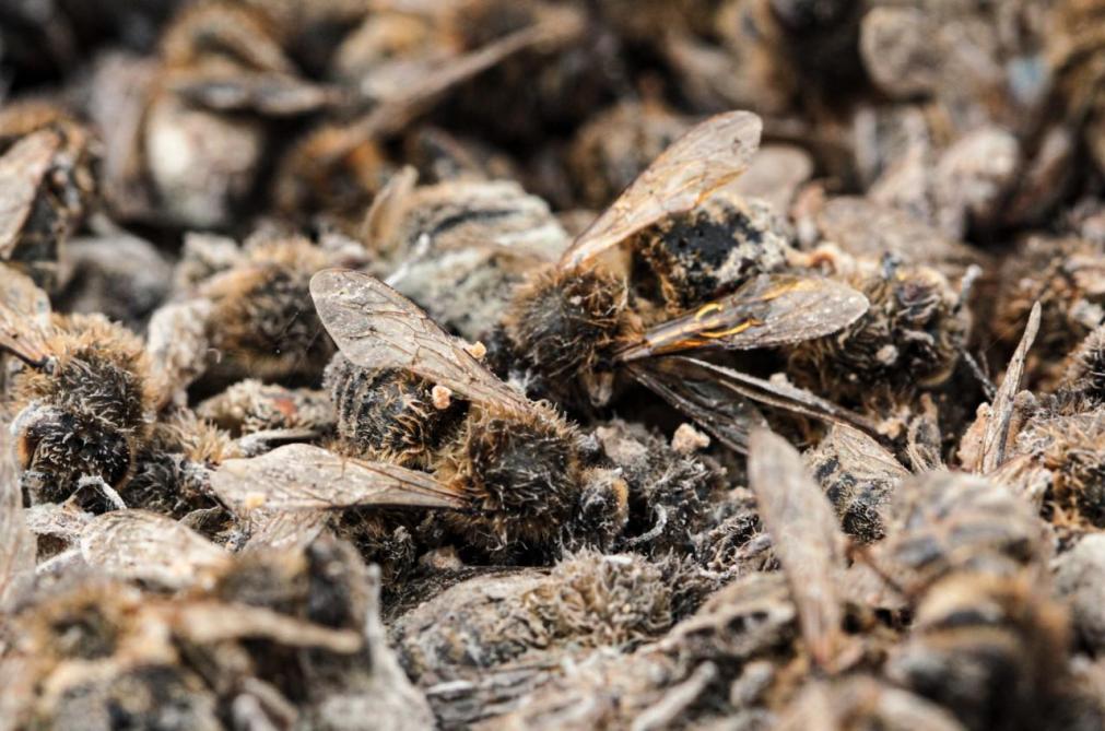 Un apiculteur qui a perdu des ruches à Châtel, pointe les produits ...