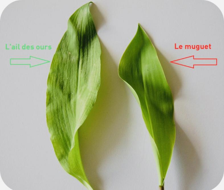 Nature : l’incontournable ail des ours