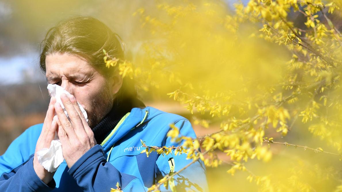 Les pollens de chêne et d’herbacées sont de sortie