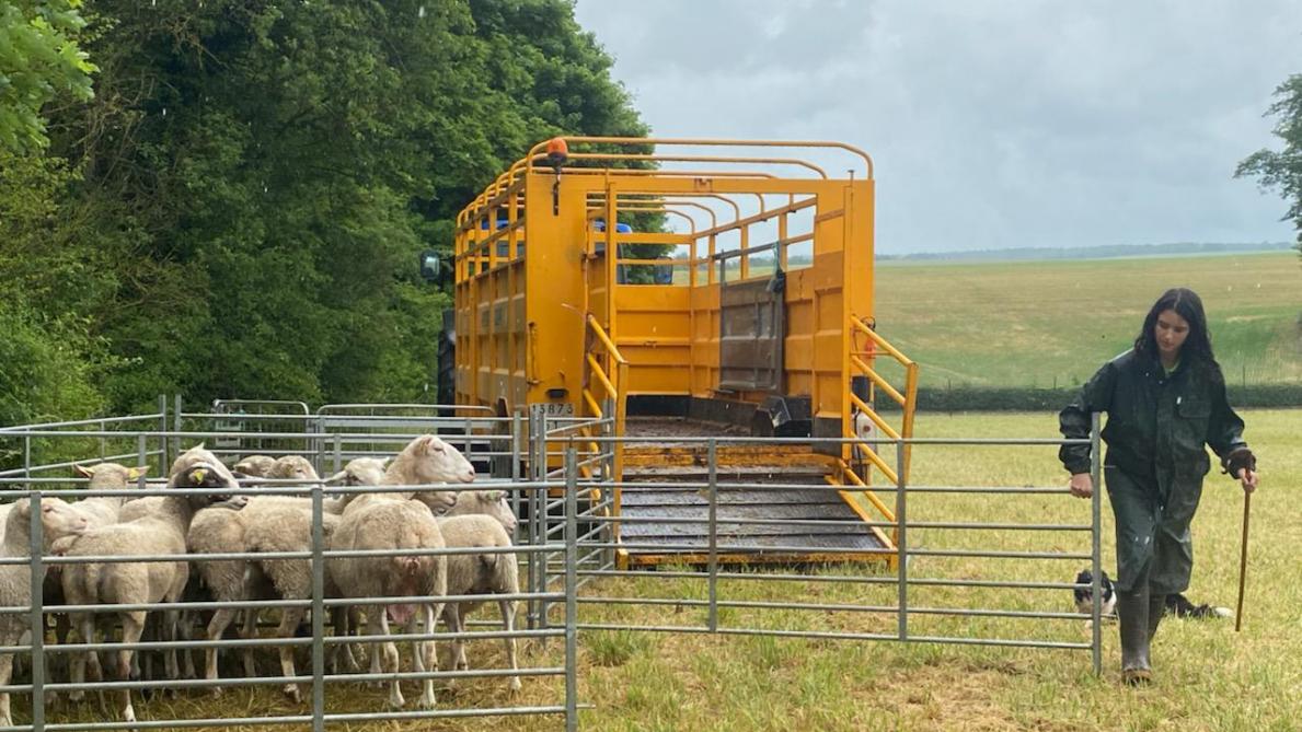 Zoom sur le métier de berger