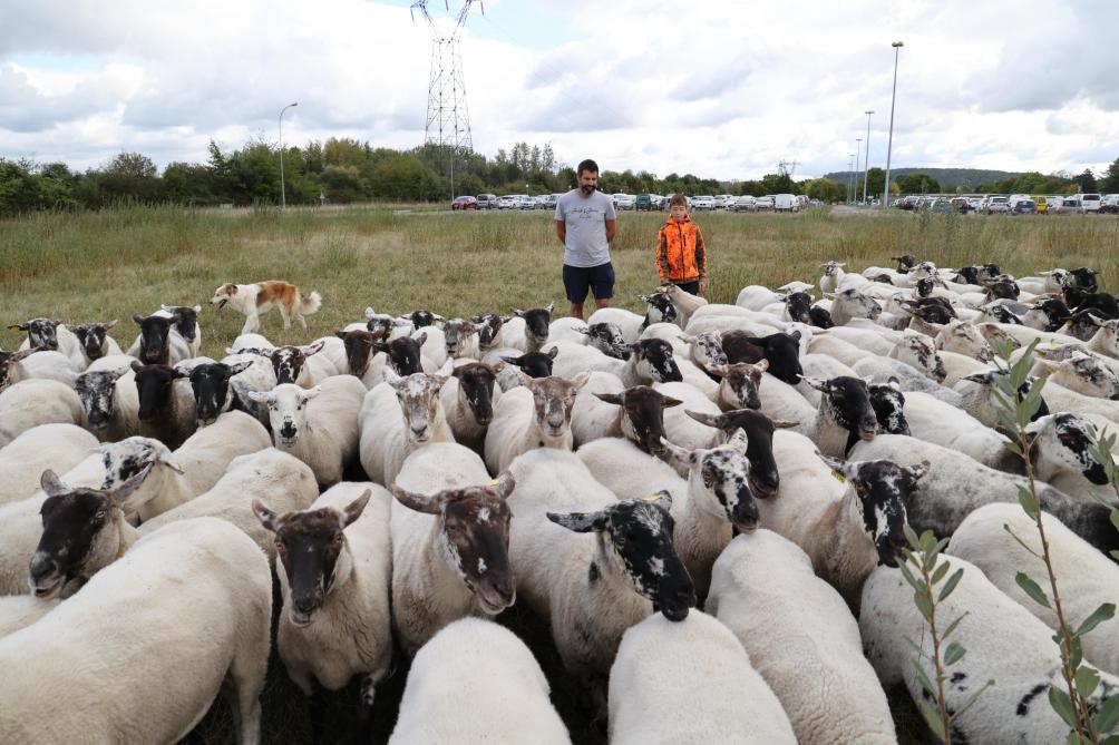 Les brebis du Bois Fortant ont trouvé la terre promise à Stellantis