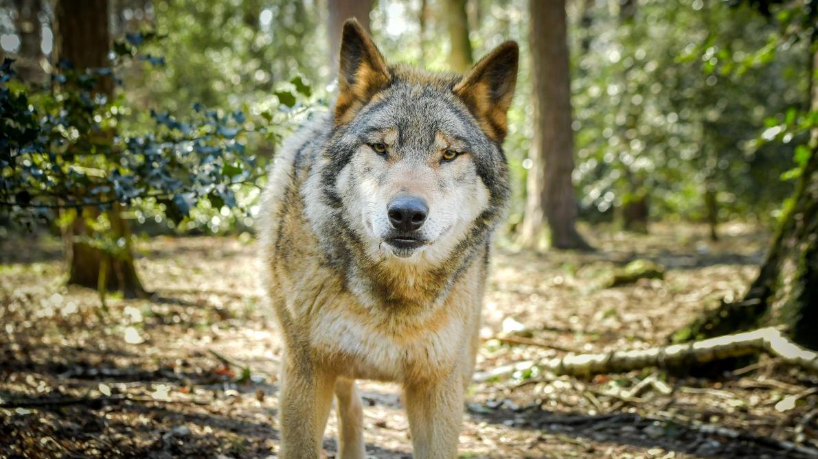Désinfox : non, le Parc Argonne découverte ne va pas raser 40 hectares ...