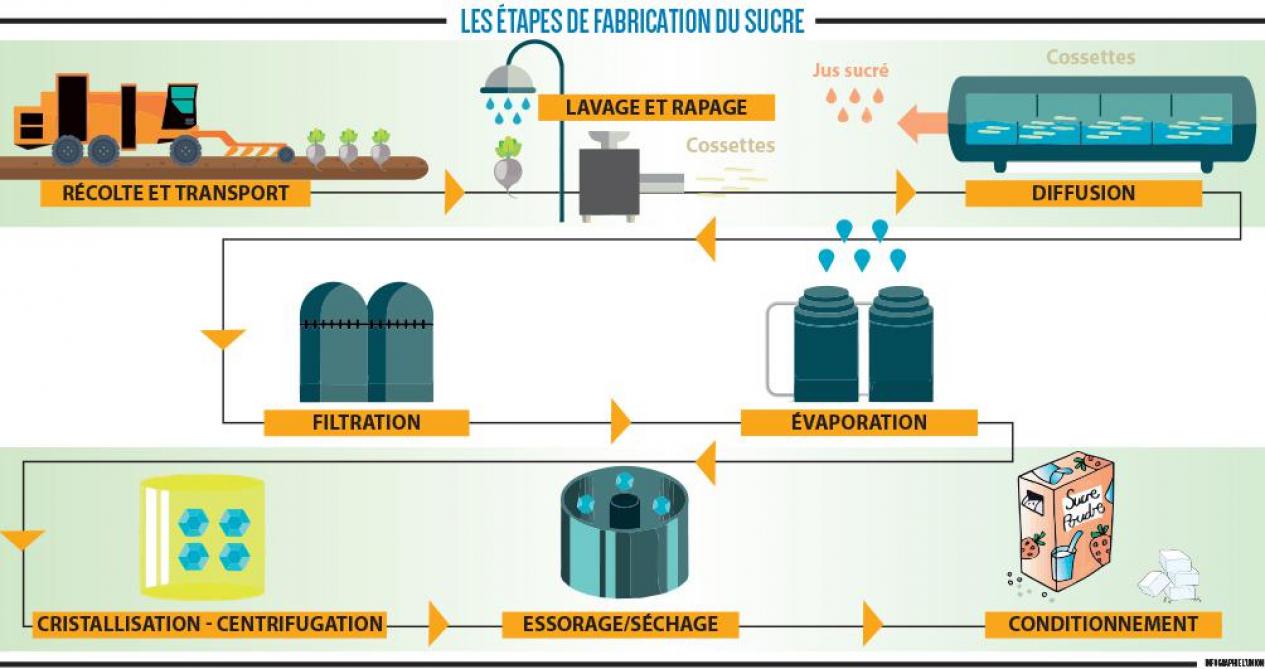 De la betterave sucrière au sucre, entrez dans le processus de ...