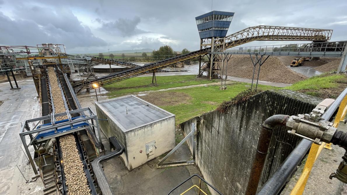 De la betterave sucrière au sucre, entrez dans le processus de ...