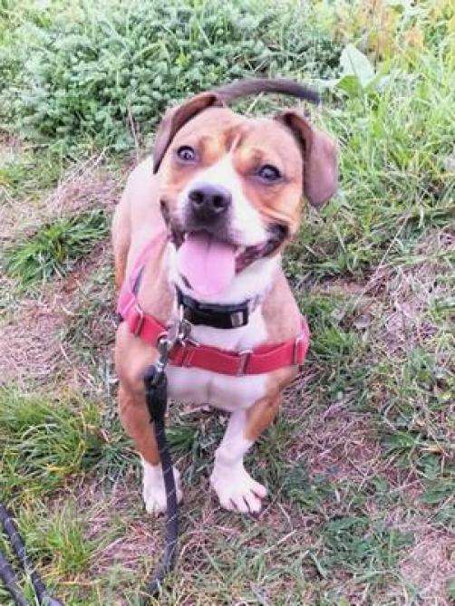 Zoom sur 3 animaux à adopter au refuge d’Épernay