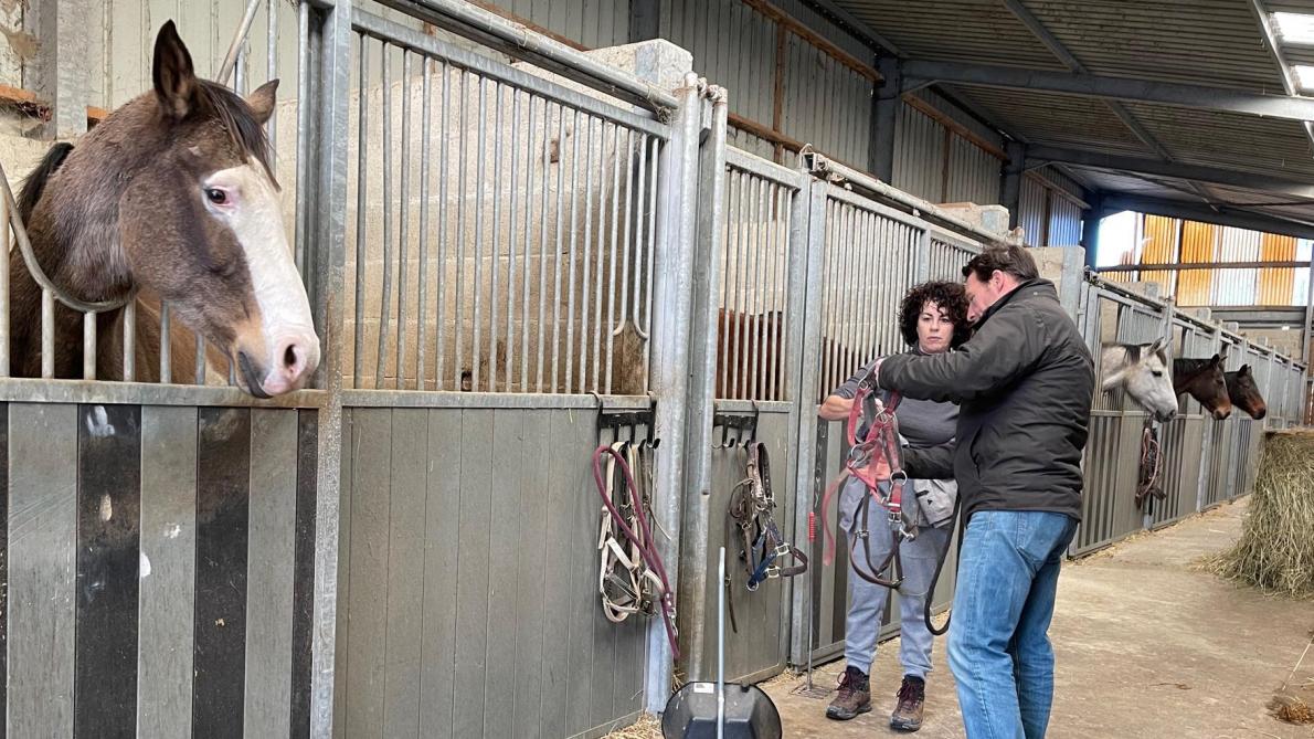 Au cœur d’un élevage de chevaux: rencontre avec les gérants du haras d ...