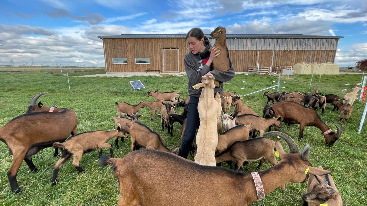 Creney-près-Troyes : Manon Vérité et sa chêvrerie, coup de cœur des ...