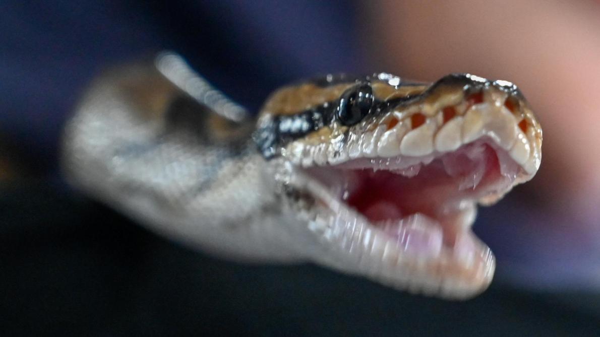 Canada : il attaque un passant en pleine rue avec un python