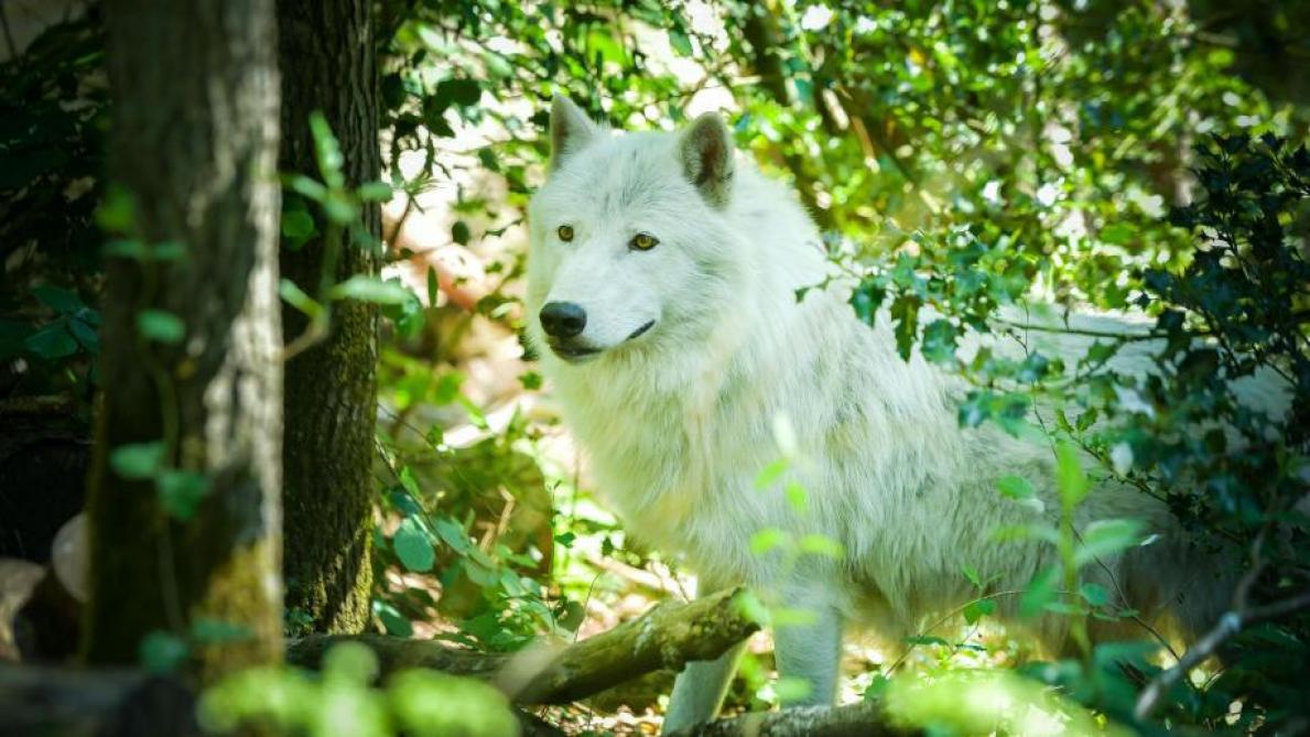 Les quatre nouveautés du Parc Argonne Découverte