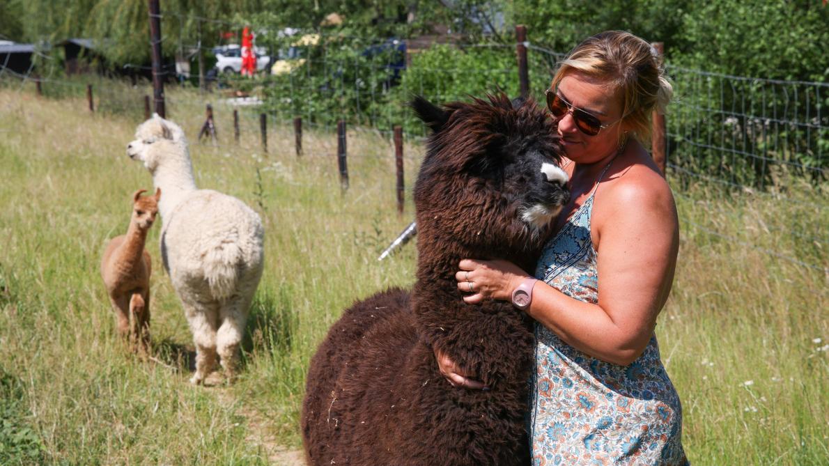 PHOTOS. Découvrez les adorables alpagas qui s’épanouissent au Banel ...