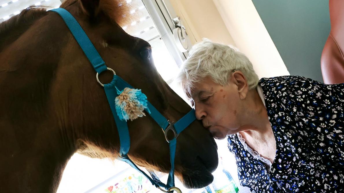 Némo, un poney au chevet des retraités, à Soissons