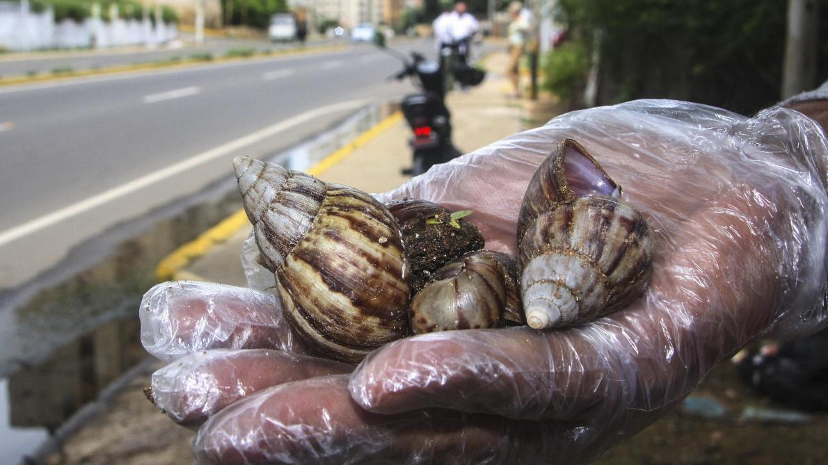 Ces escargots géants sont dangereux pour l’homme et envahissent la Floride