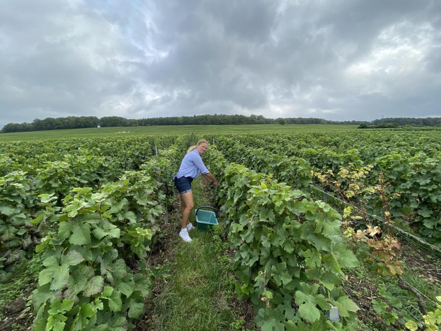 Près de Reims, les vacances sont oubliées pour qui prépare la vendange
