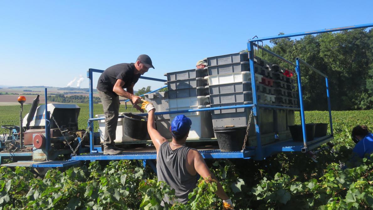 Villenauxe-la-Grande : ils œuvrent à la bonne marche des vendanges