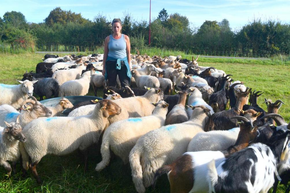 Bergère recherche bergerie désespérément à La Capelle