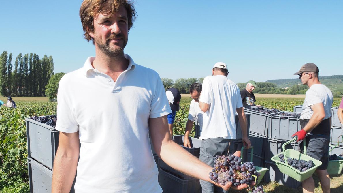 Champagne: le tri des raisins, un indispensable pour élaborer un ...