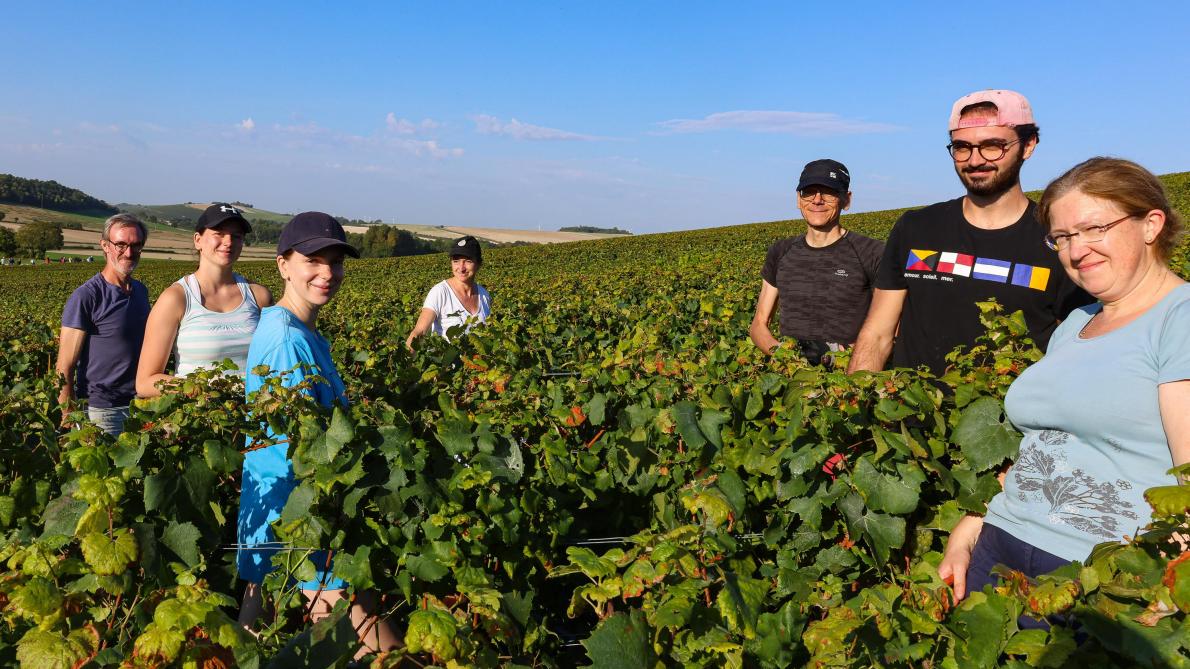 À Bassu, les liens forts de la terre et de la vigne s’illustrent au moment des vendanges