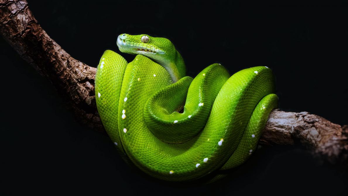 Australie : il écope d’une amende pour avoir surfé... avec son python