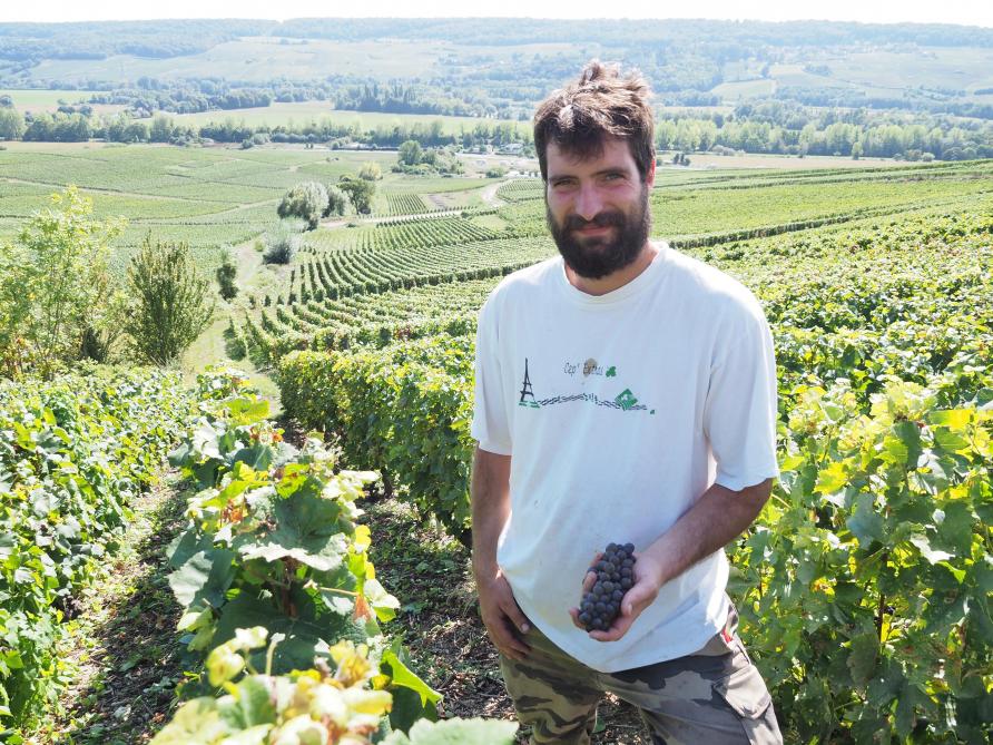 Arbane, pinot blanc et gris, petit meslier, c’est la vendange pour les ...