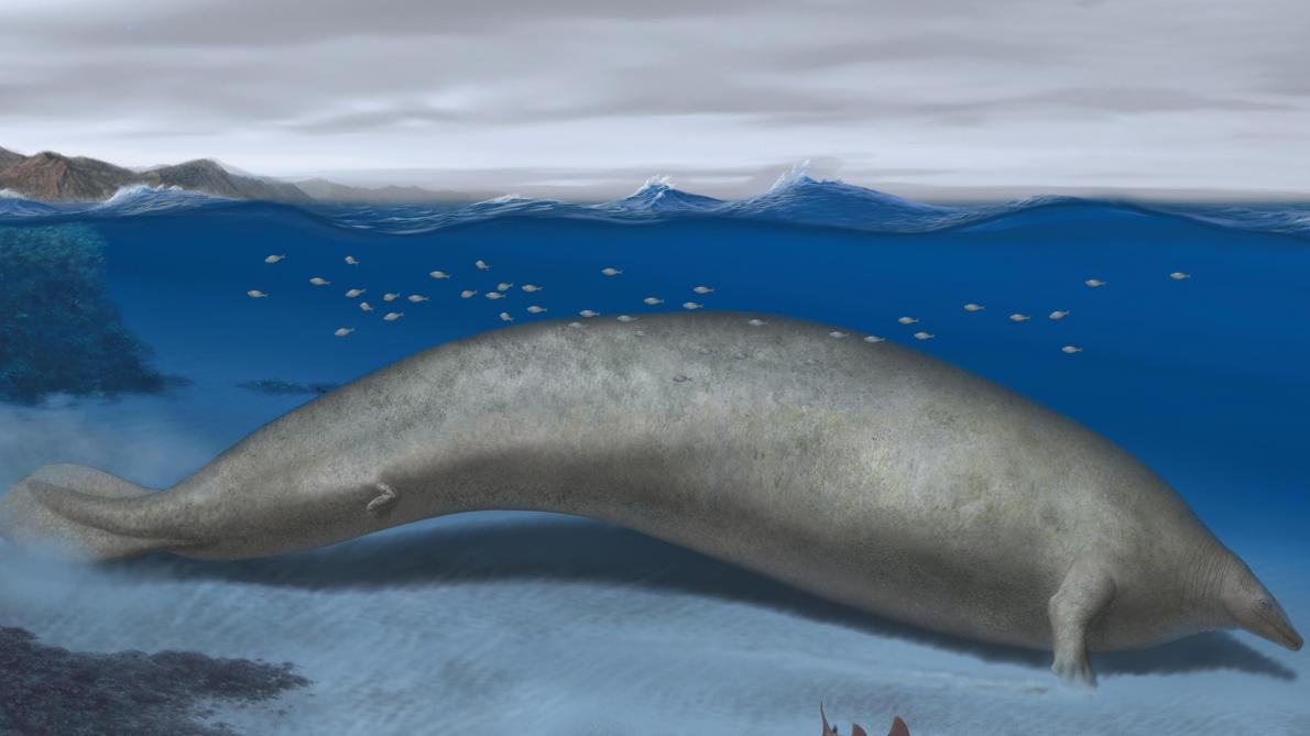 Découvrez le Perucetus colossus, le géant des géants des mers