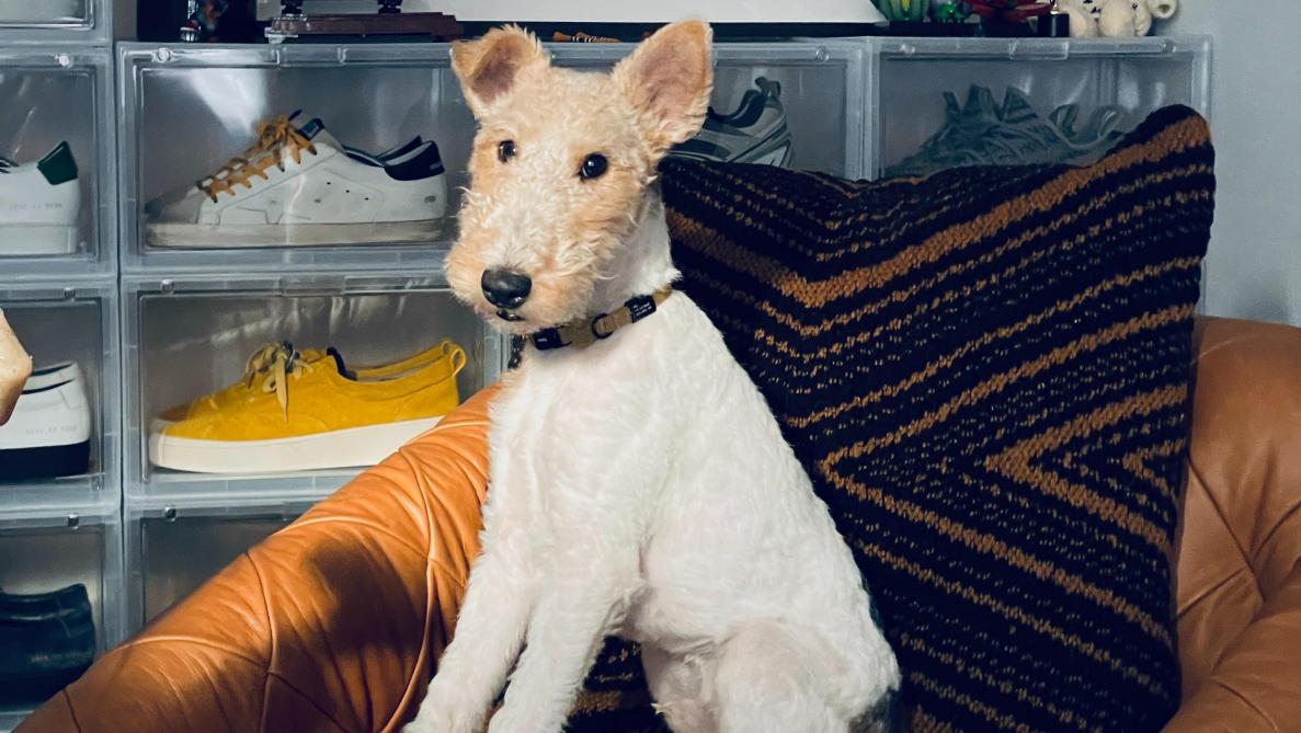 La race de Milou, le chien de Tintin, est en danger d’extinction
