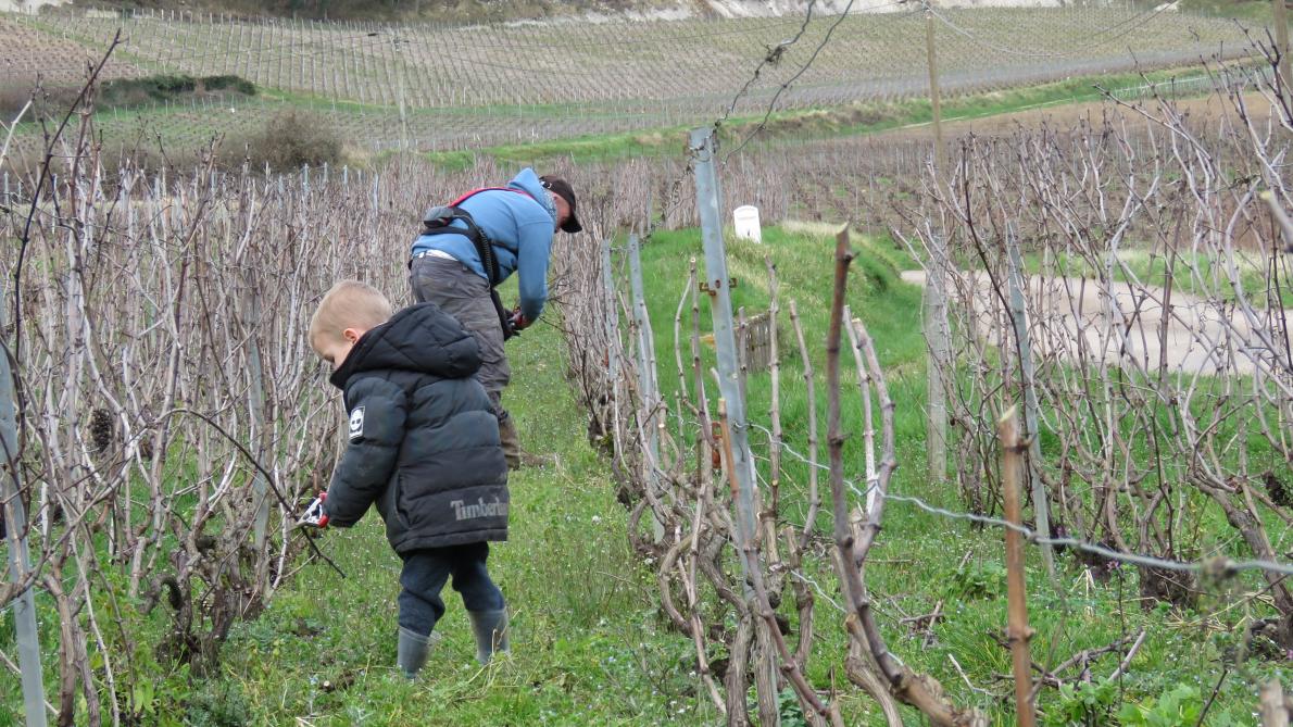 J’ai testé pour vous… la taille de la vigne dans le sud du Sézannais