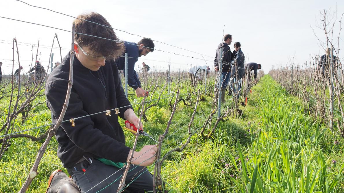 Le futur de la Champagne est réuni au concours de taille de la vigne à Vertus