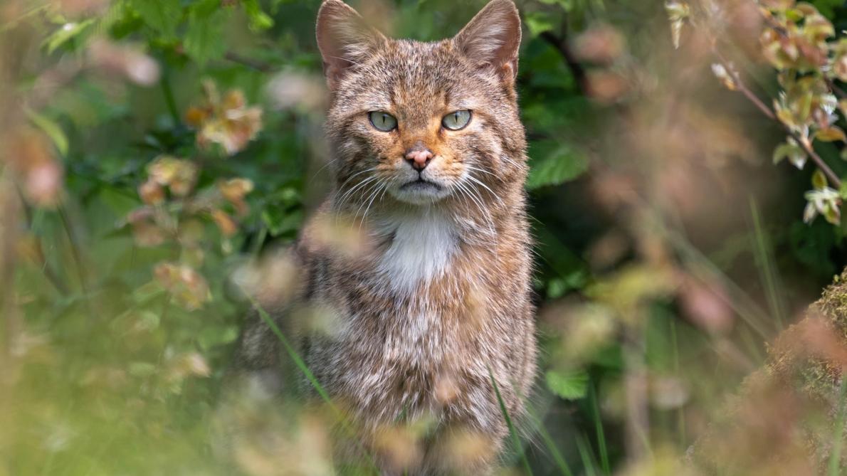 Récit d’une « fabuleuse et inattendue rencontre » avec le chat ...