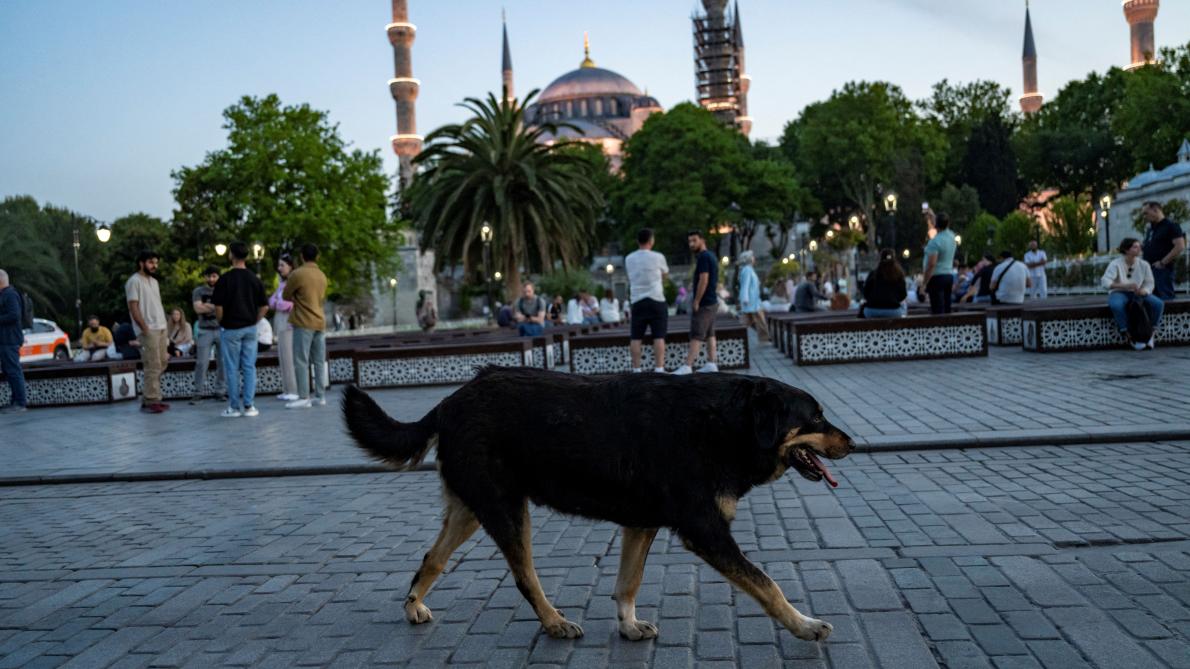 La Turquie, débordée, cherche à contrôler les chiens errants