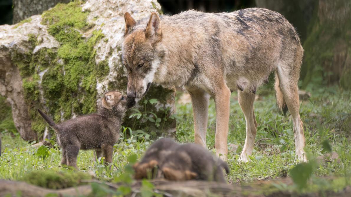 Six bébés loups gris sont nés au parc animalier des Grottes de Han