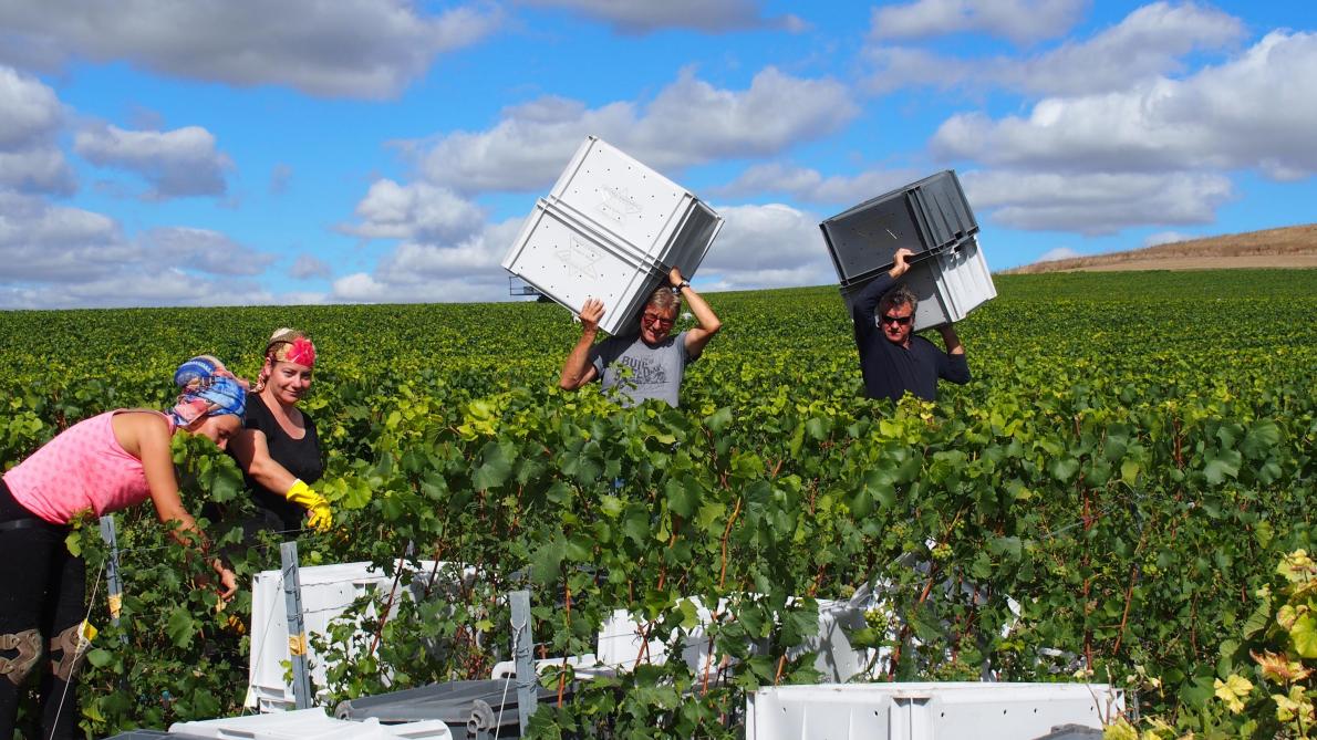 Une année en champagne : la tradition des vendanges